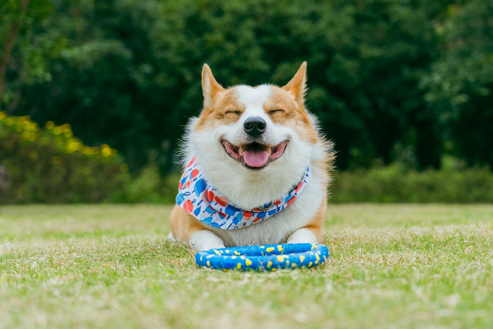 Your dog will show these 6 signs when he’s truly bonded with you