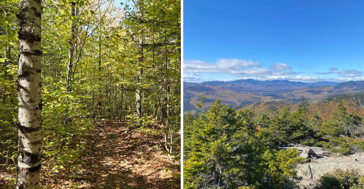 This moose safari in New Hampshire turns the mountains into a wildlife ...