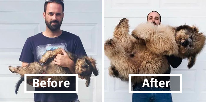 30 photos of dogs growing up next to their owners