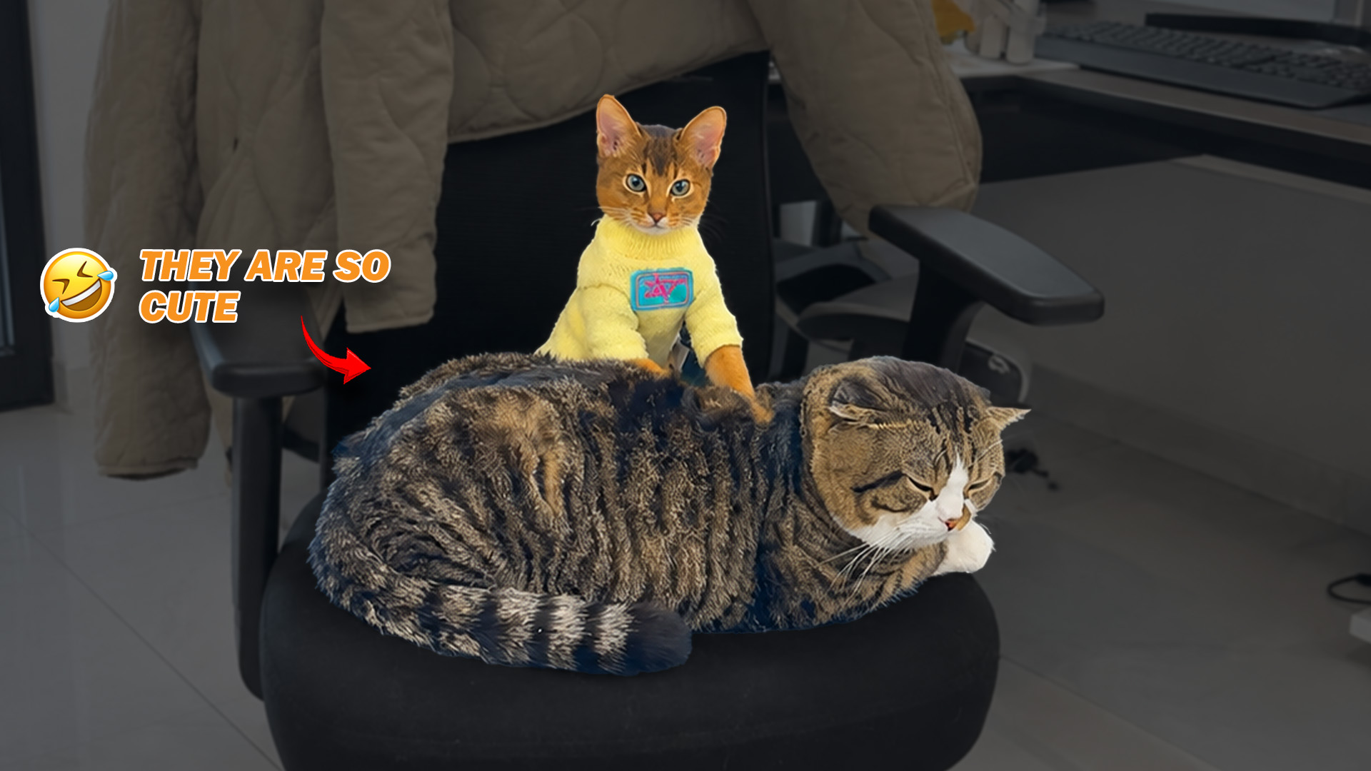 Funny cat moment highlights