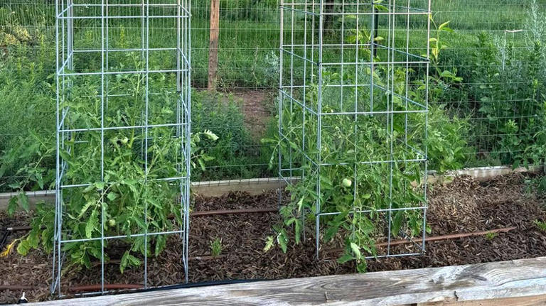 Ditch the traditional tomato cage for a space-saving DIY solution