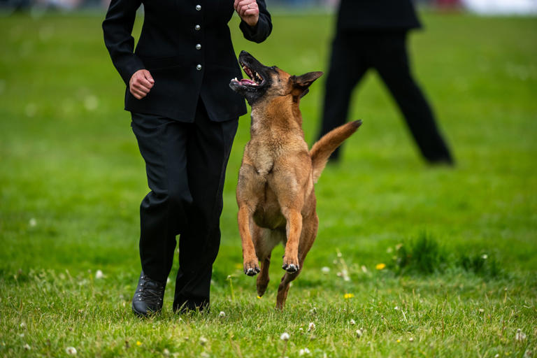 In pictures: Prestigious National Police Dog Trials take place in Wakefield