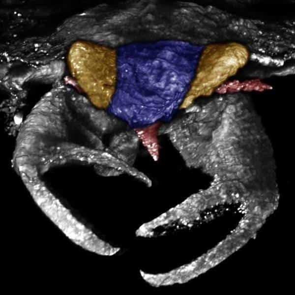 Scientists Discover 100-Million-Year-Old Fossil Tiny Creature Trapped ...