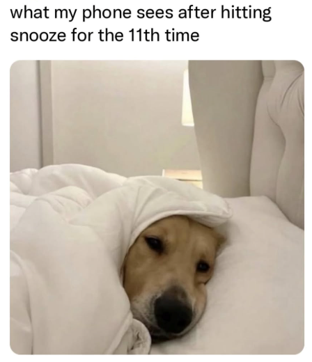 Cute dog memes to start the day with a woosh of canine whimsy