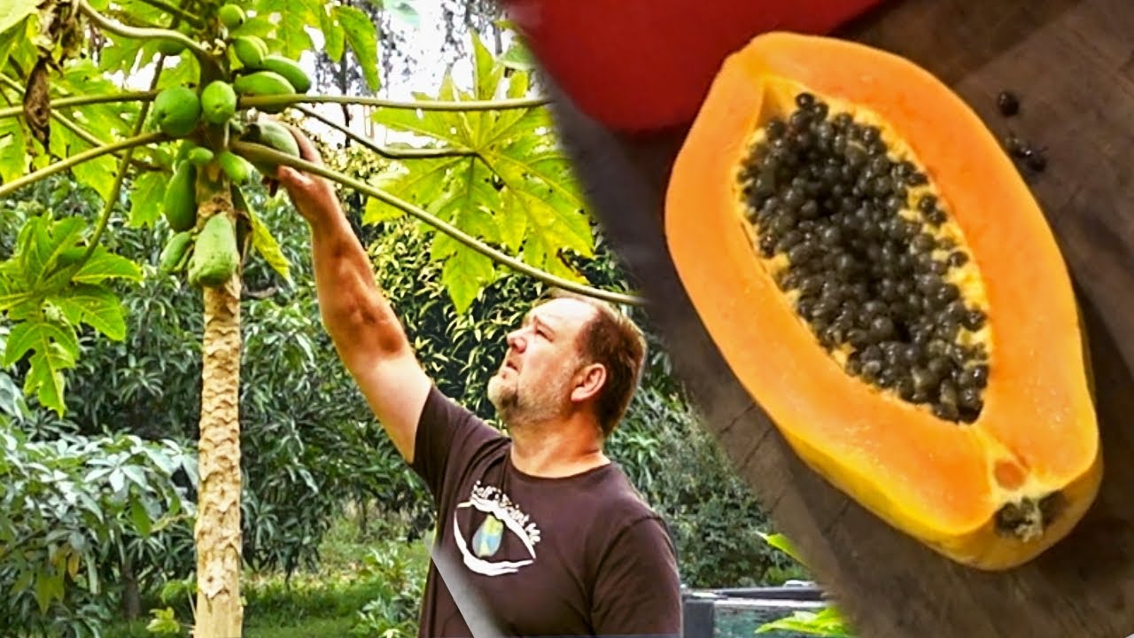 Papaya vs pawpaw: How to grow sweet papayas from seed | Self Sufficient ...
