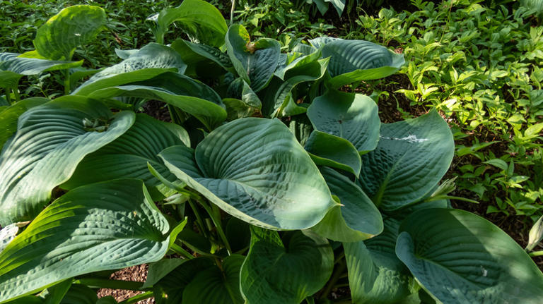 Not your average hosta: The showstopping plant that's great for shaded ...