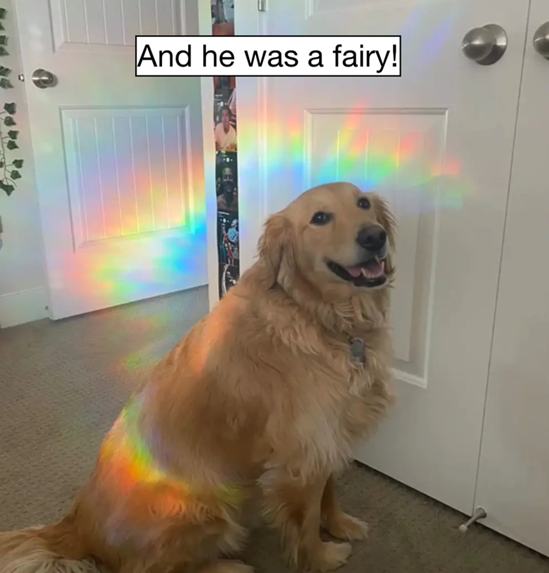 'Good boys get good memes': 21 dog memes to fill your morning cup with ...