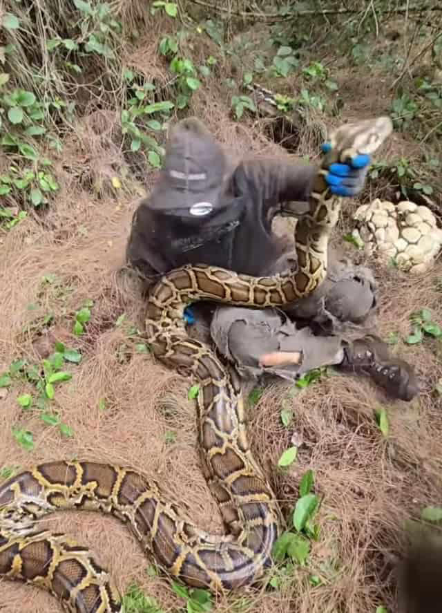 Massive Everglades discovery drops 120 invasive python eggs just before ...