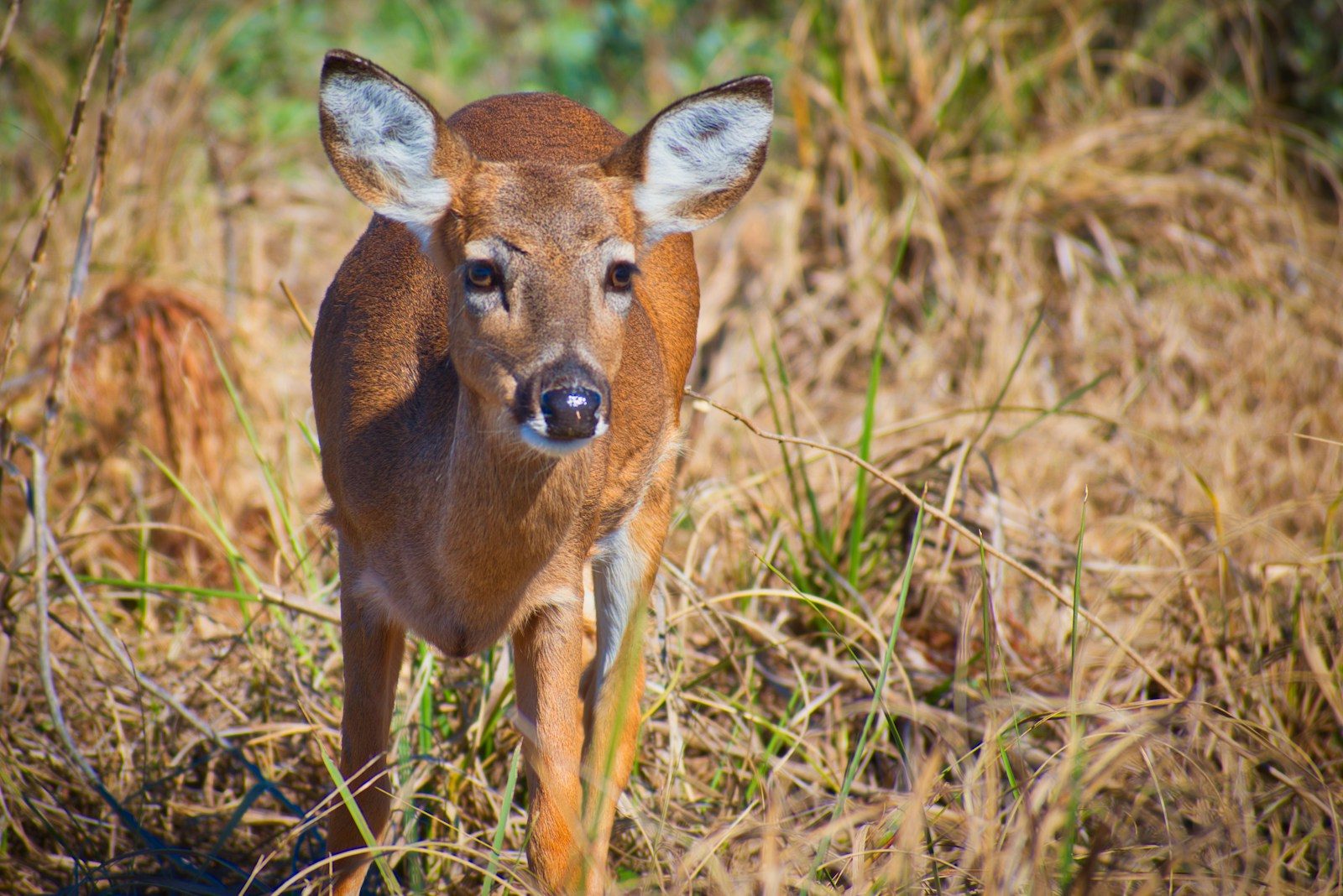 Tick infestations are becoming a growing threat to young deer