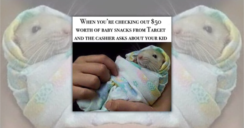 'Tiny grippers clutching stolen snacks': 21 relatable rat memes for ...