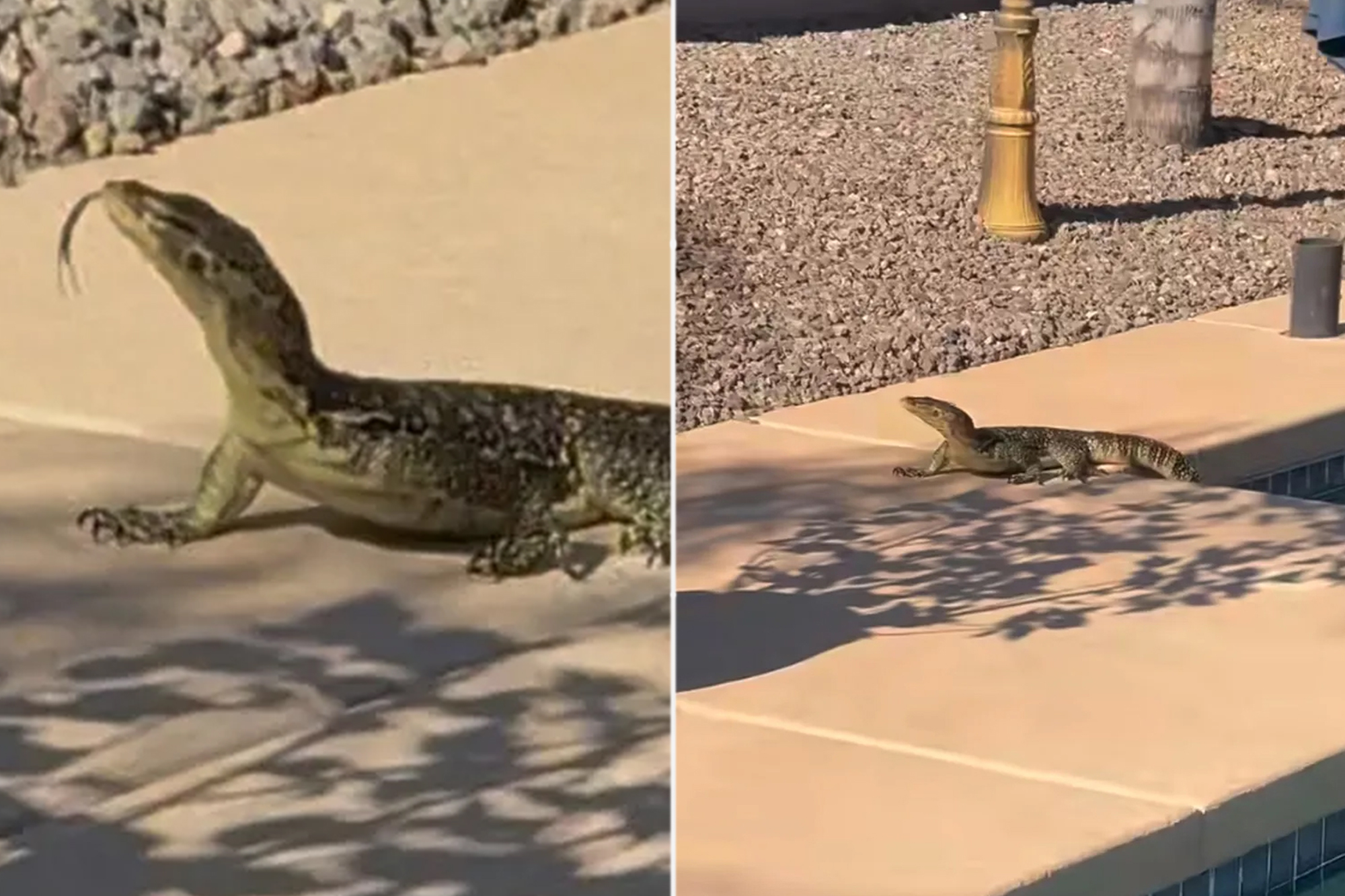 Arizona man shocked when he finds unexpected, giant creature swimming ...
