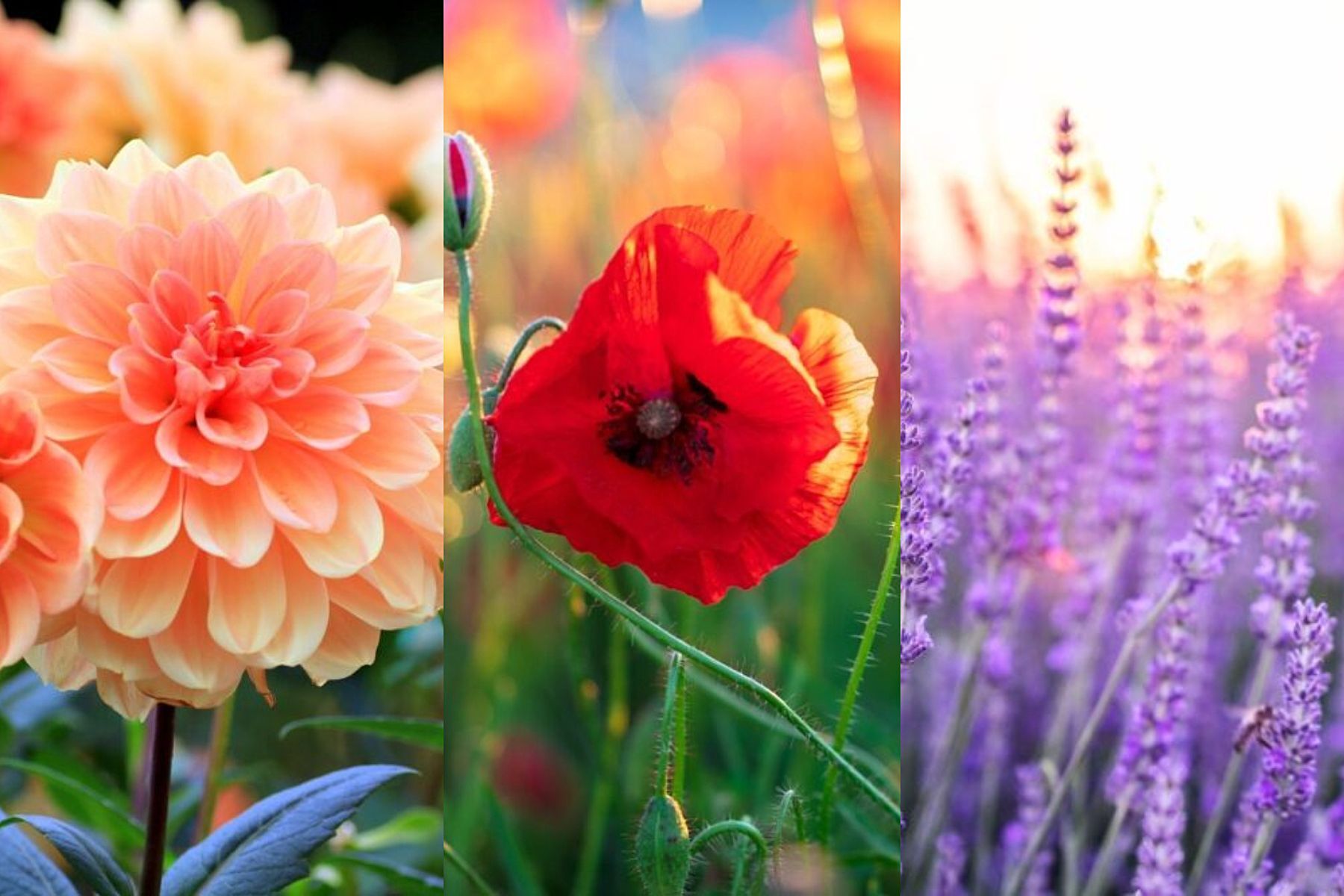 The world’s most beautiful flowers in pictures