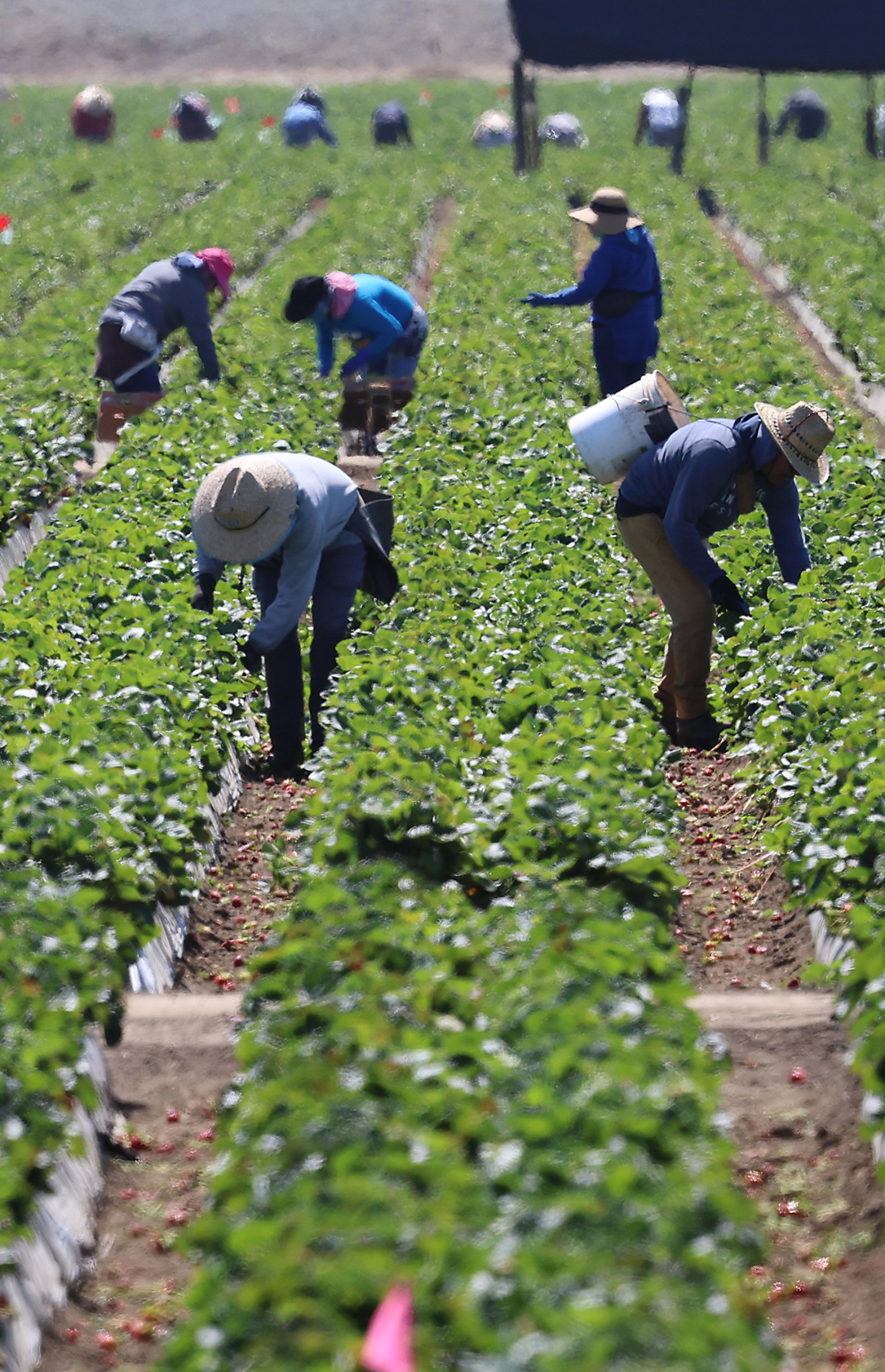 Photo | Spring harvest in Watsonville strawberry fields
