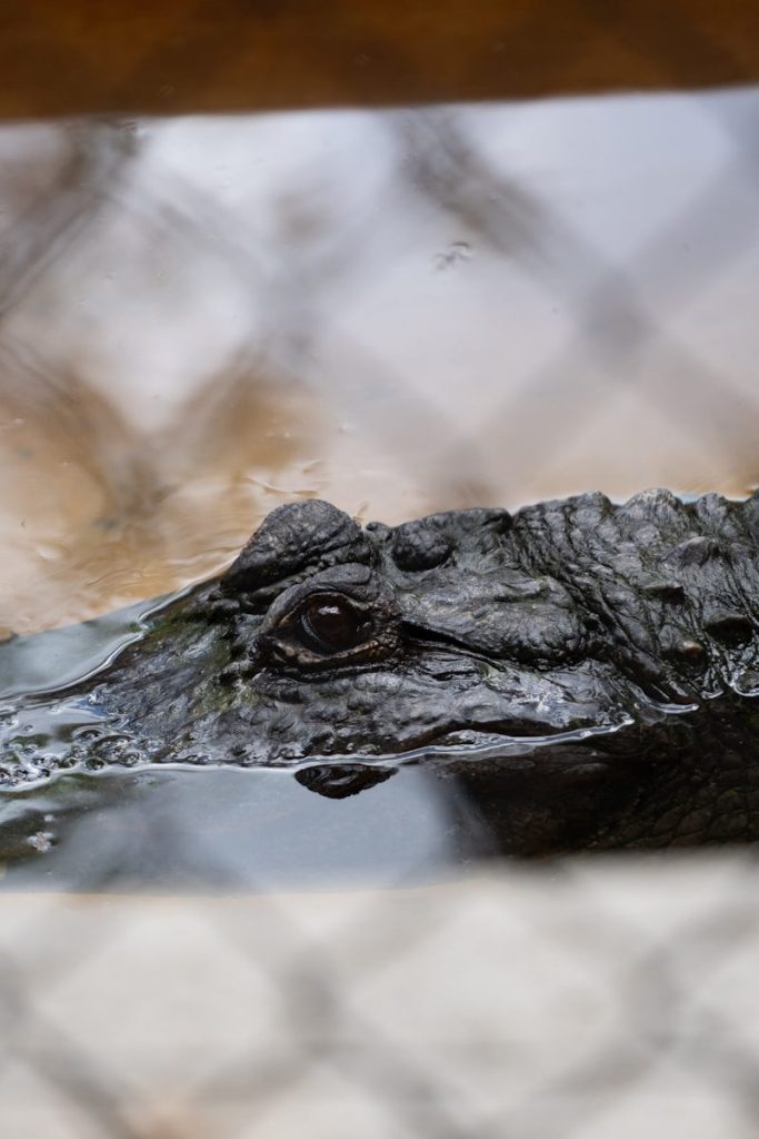 A black caiman attack on an 11-year-old leaves bystanders helpless to ...