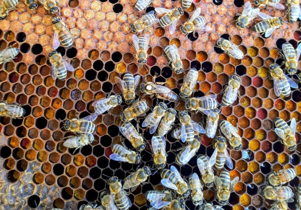 Why disturbing a wild bee hive can turn dangerous fast