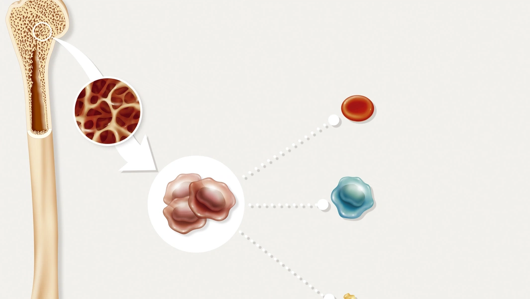 Mount Sinai team rejuvenates aging blood stem cells via lysosome control
