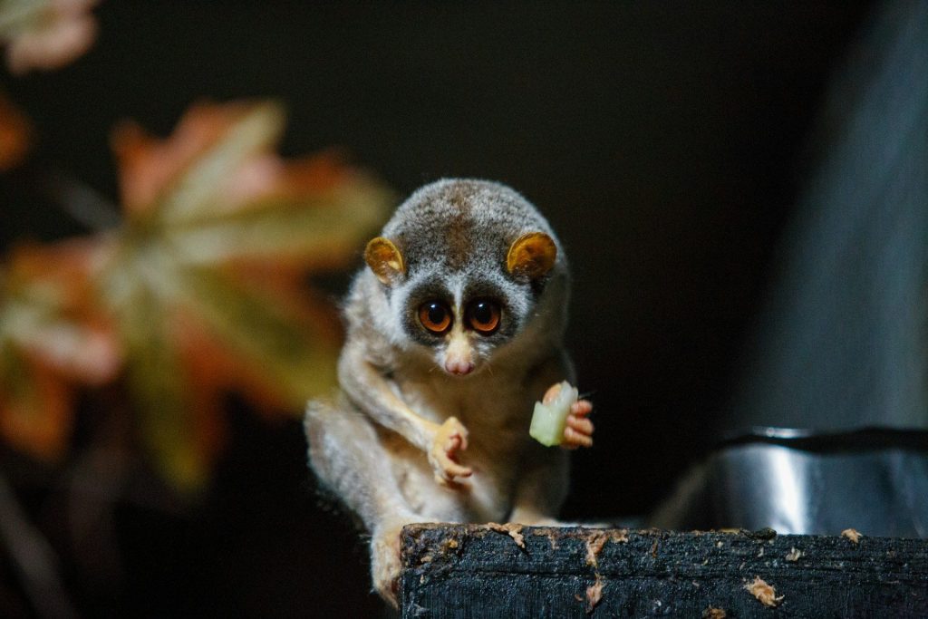 6 adorable animals hiding a dangerous, venomous secret