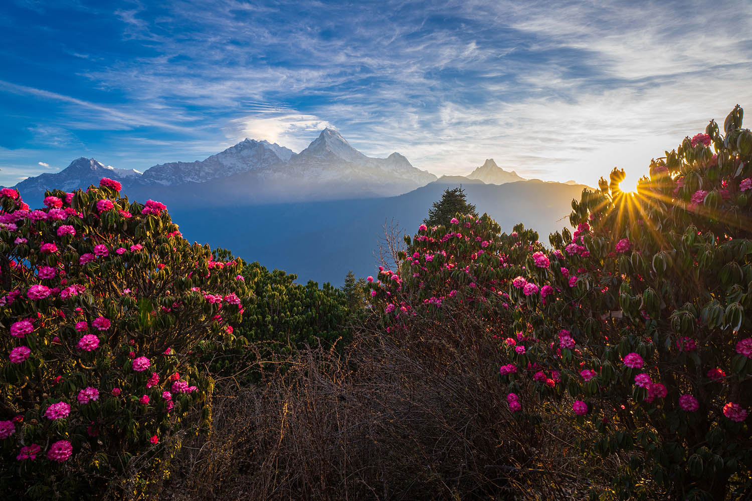 Where red forests bloom: Spring at Ghorepani and Poon Hill