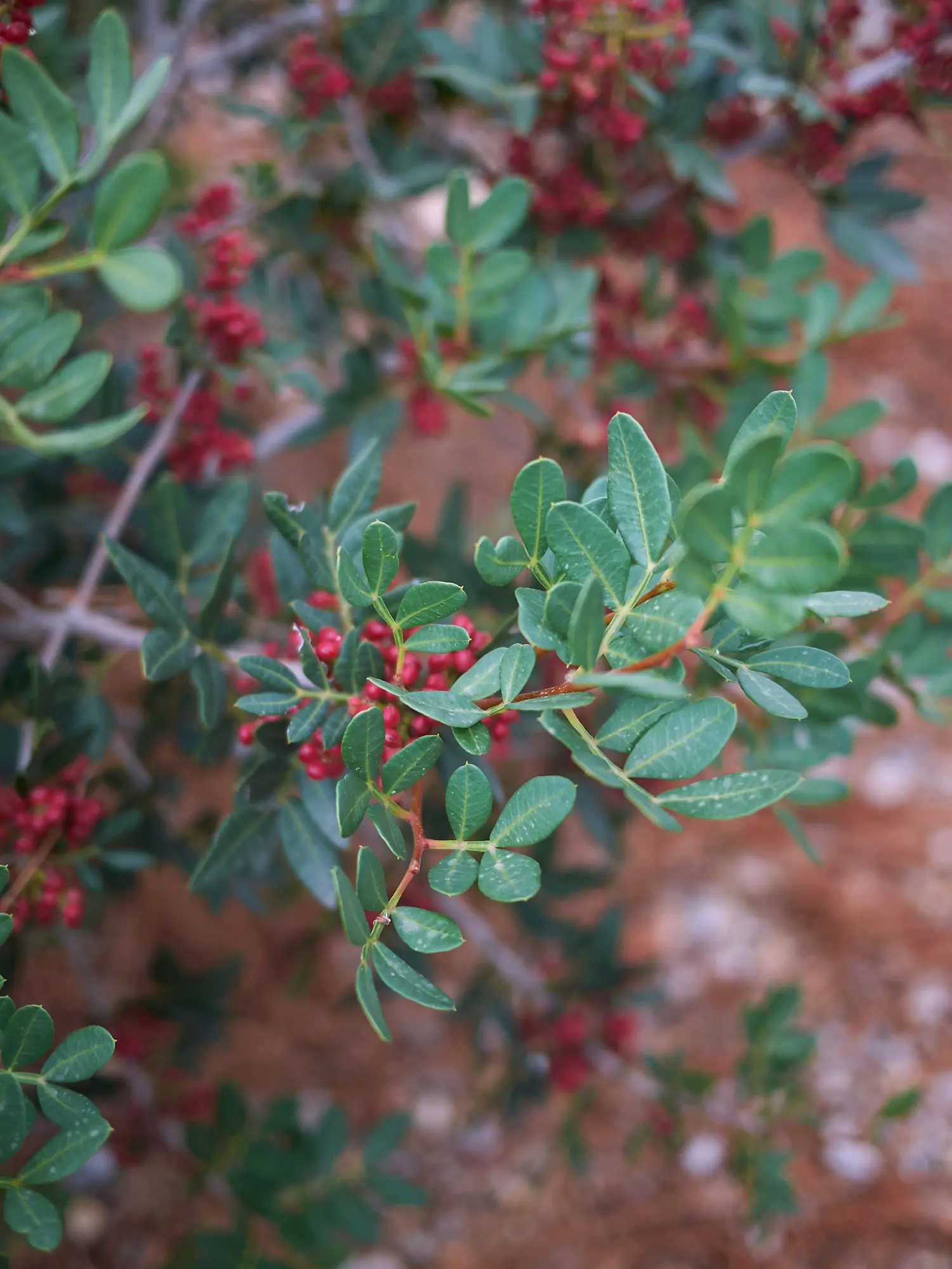 Arbustos de bajo mantenimiento para llenar de estilo y aromas tu terraza