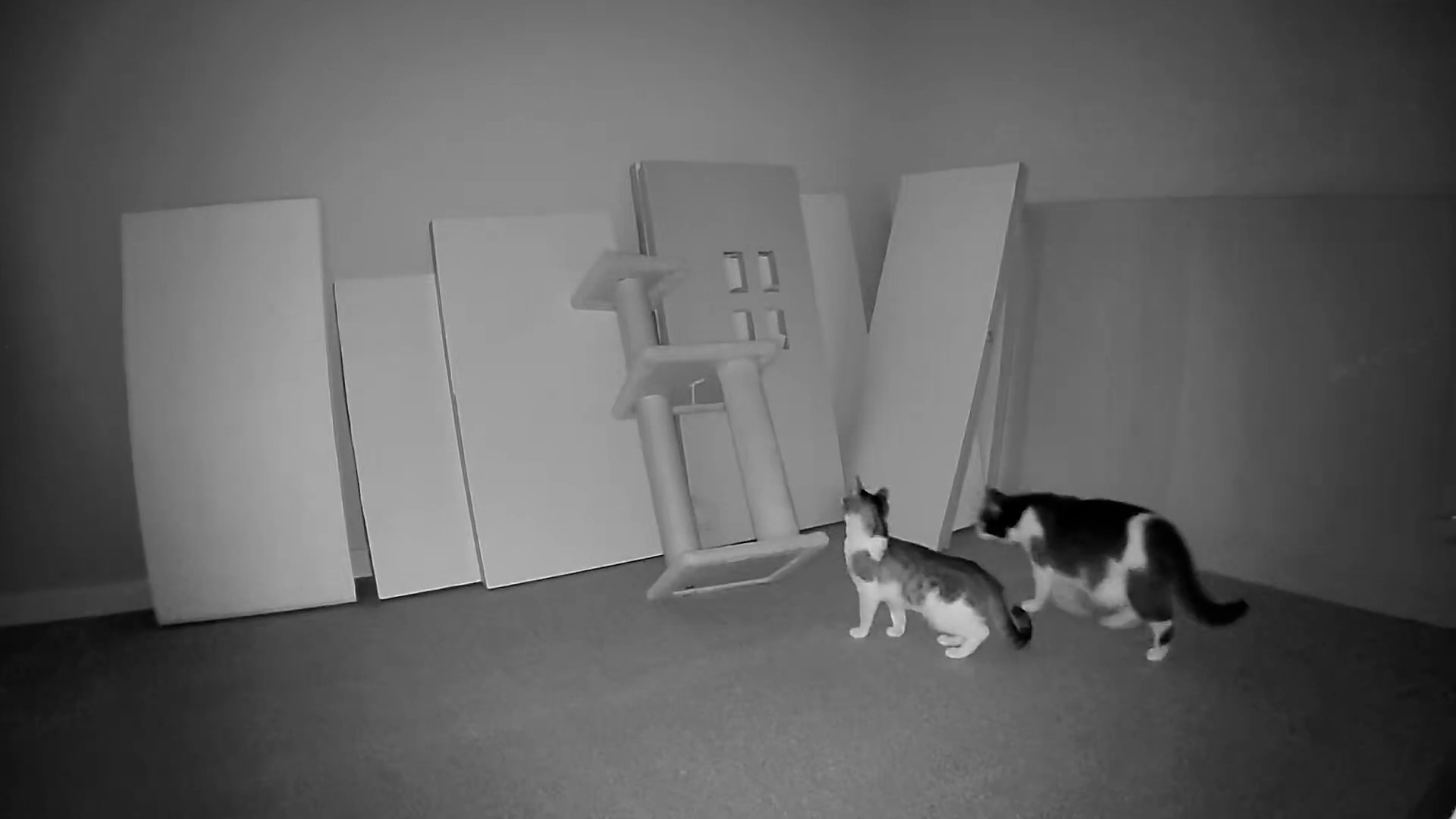 Katten gedragen zich anders na middernacht