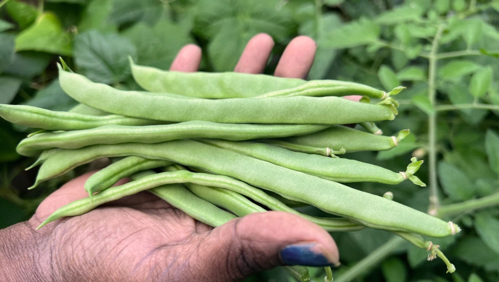 Grow your dream vertical bean garden