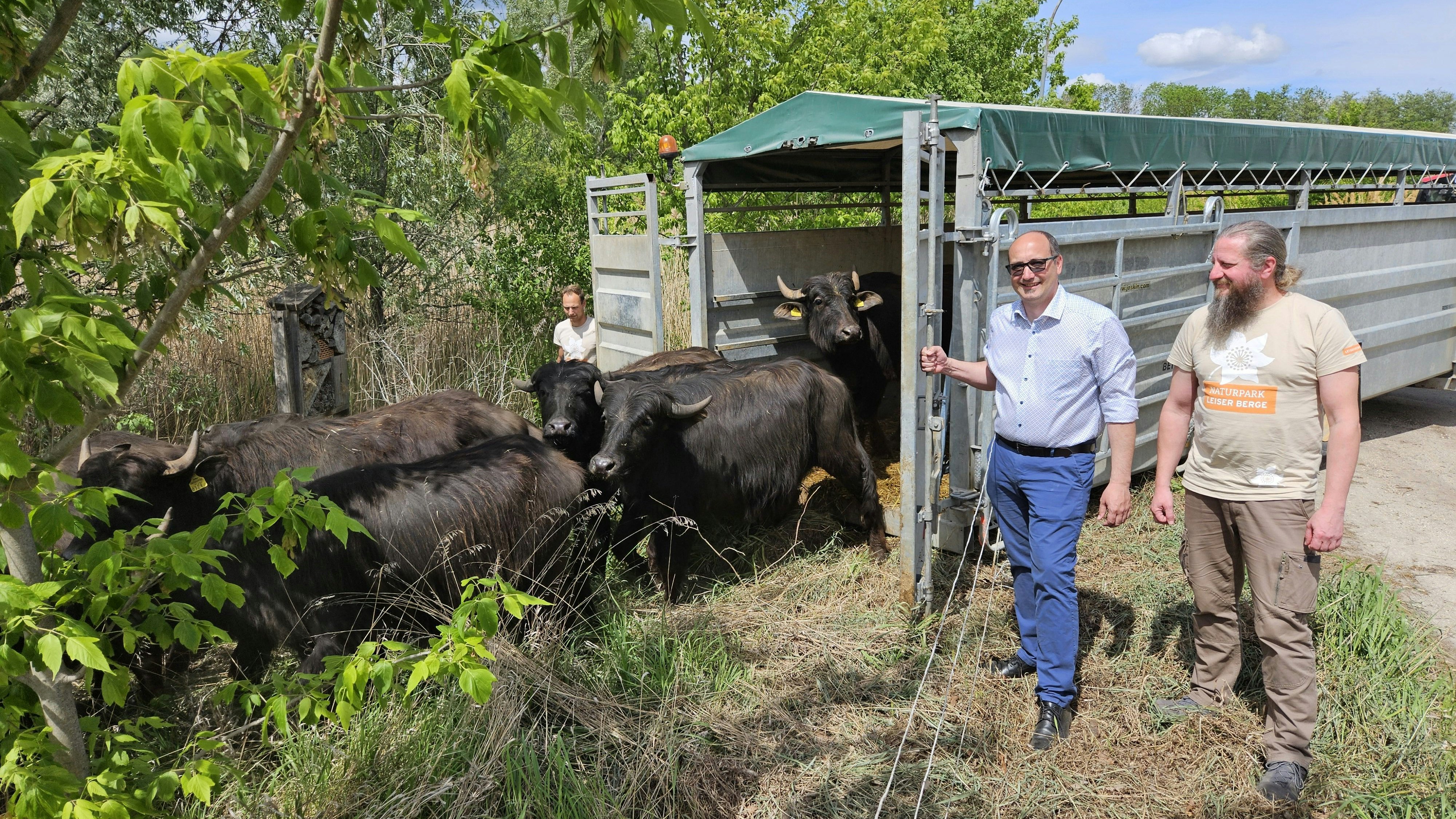 Wasserbüffel bearbeiten Biotop-Schilf in Thayapark