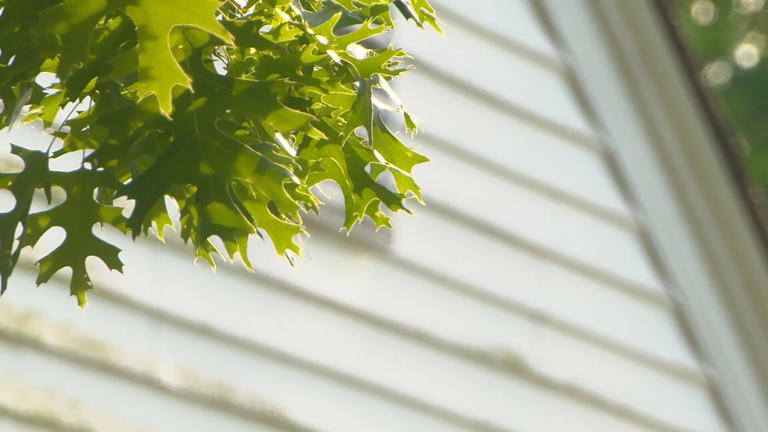 Nashville city councilmembers file resolution to pause NES tree ...