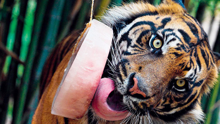Exotic animals at Statue of Unity get icy treats to beat Gujarat heat