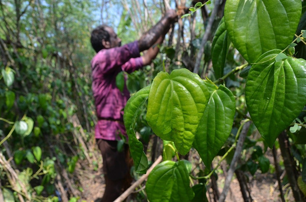 GI tag yet to bring Sholavandan betel leaf farmers out of crisis