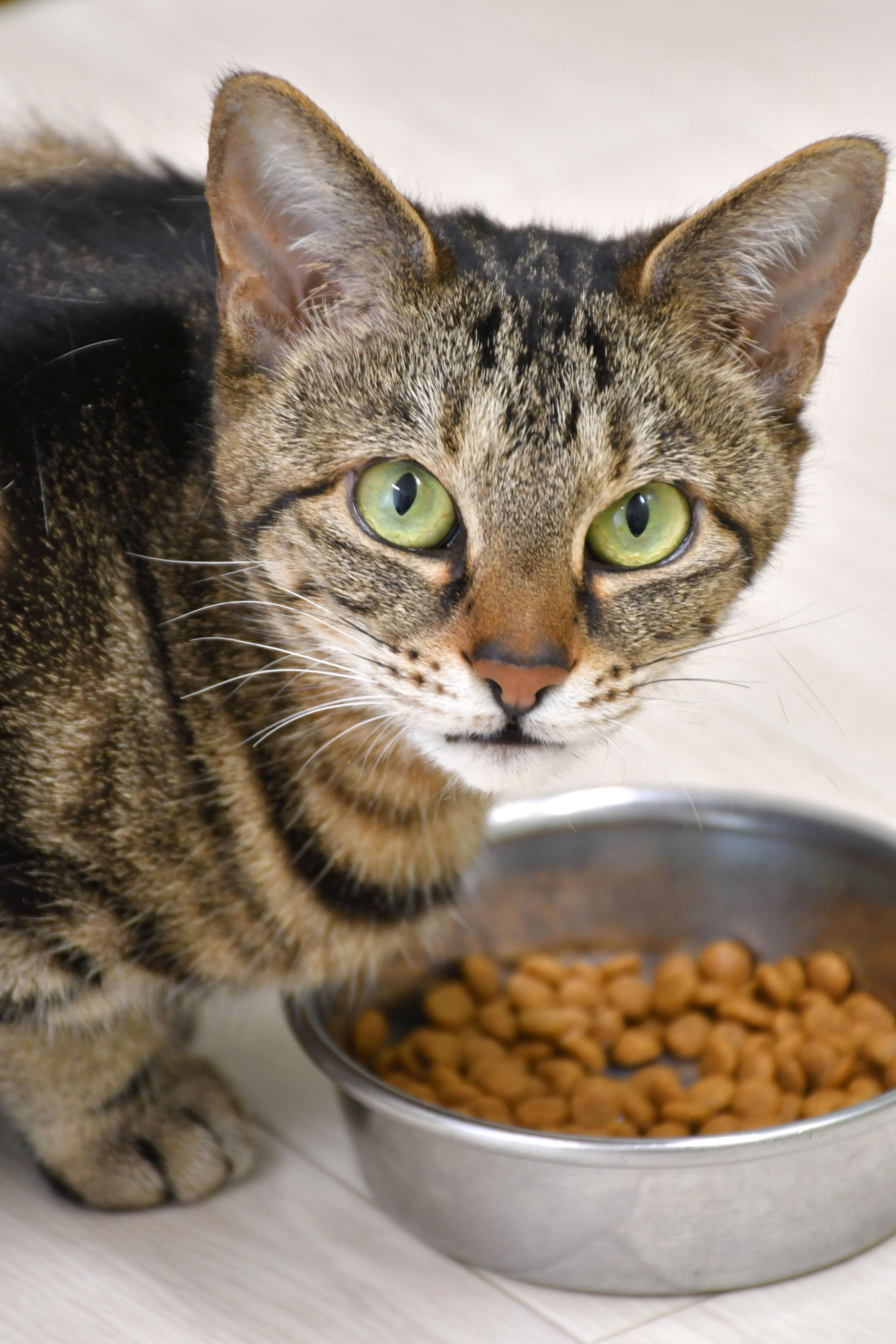 Cat feeding habits shaped by smell: Japan Univ. study