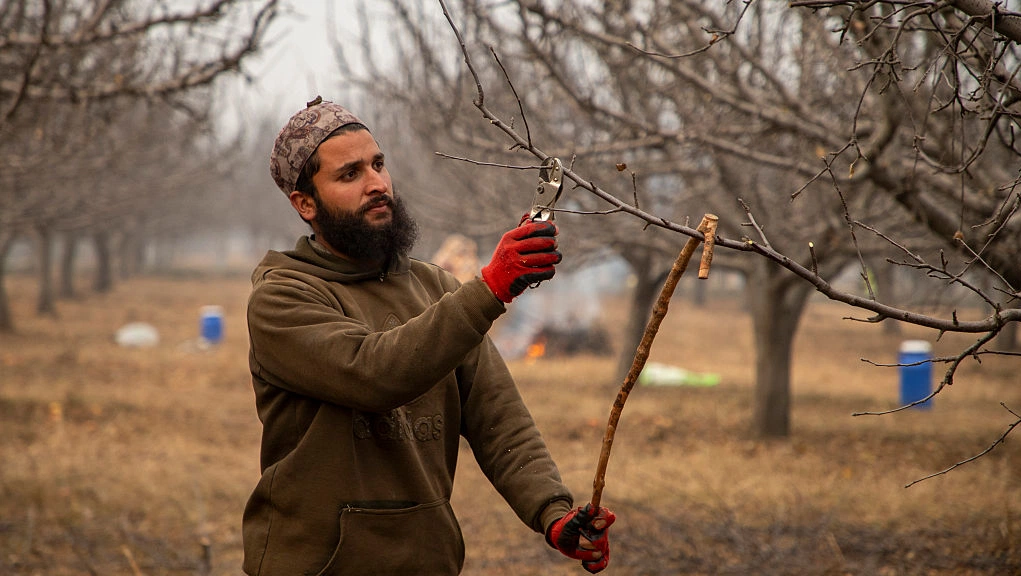 Your ultimate guide to thriving apple trees