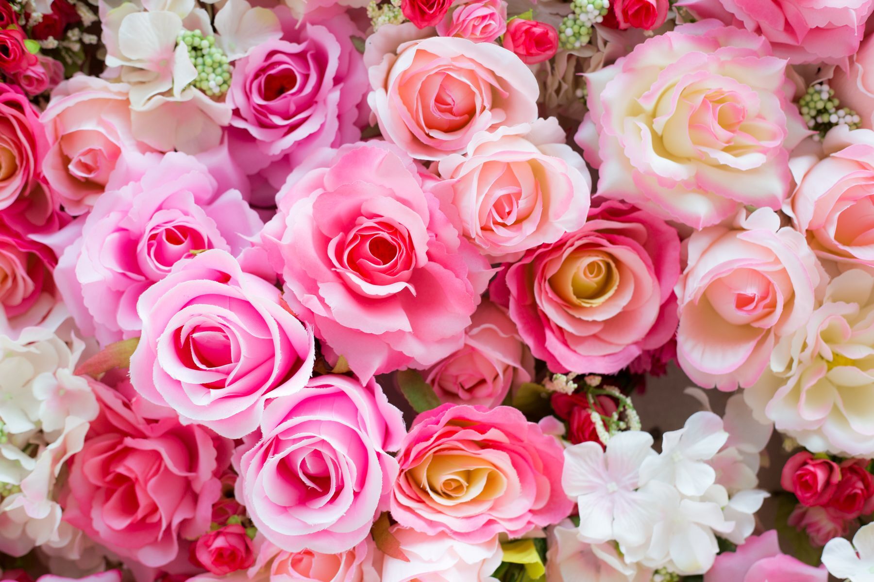 The world’s most beautiful flowers in pictures