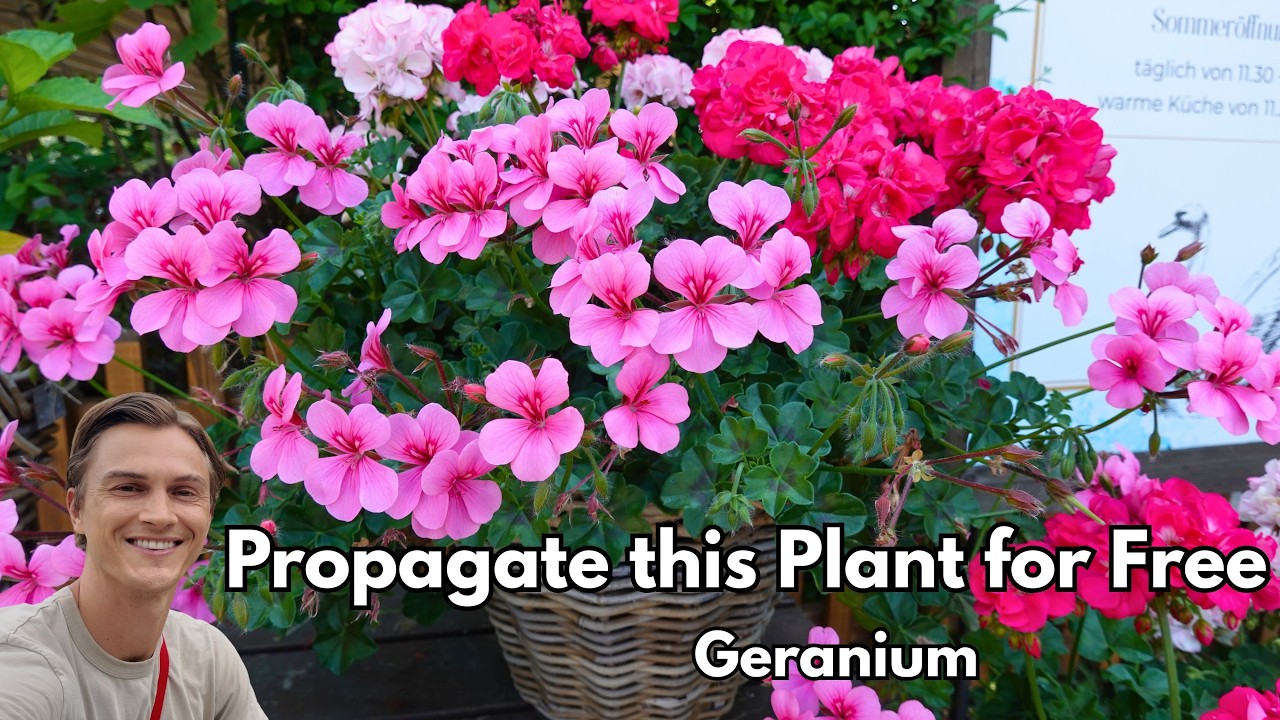 How to propagate geranium - easy, fast, & free (Pelargonium spp.)