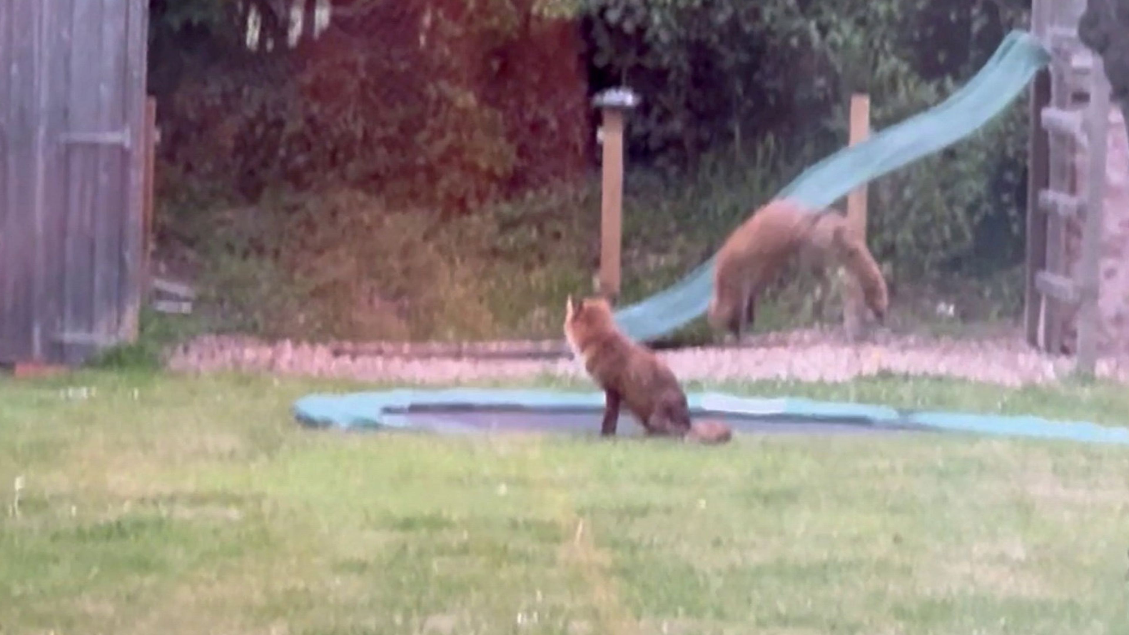 Adorable fox leaps on trampoline just like John Lewis Christmas advert