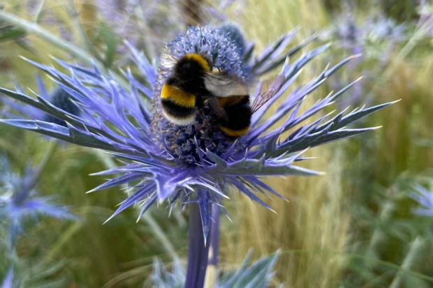 How Bolton gardeners can bee-friendly this May