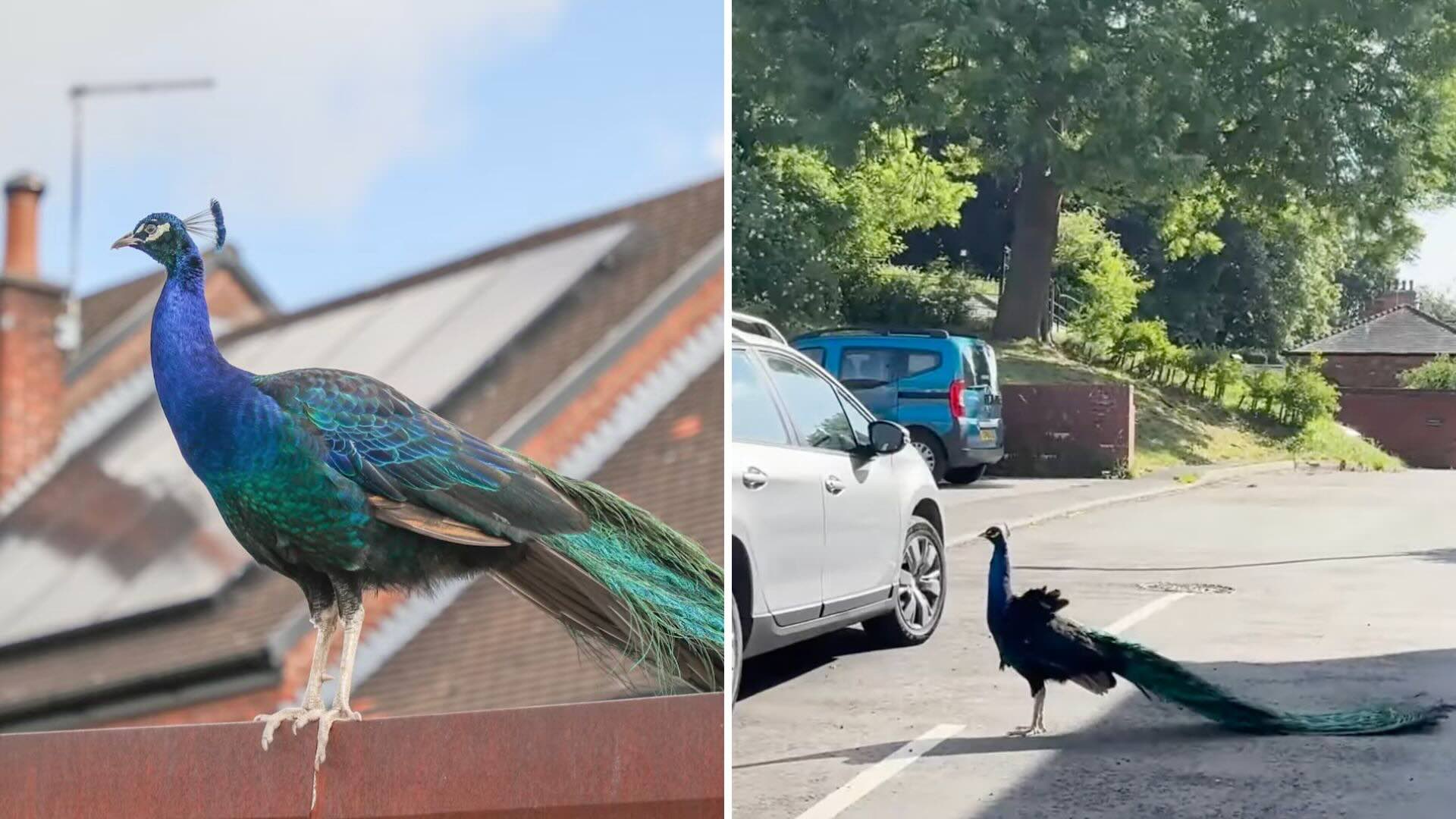 “Fanno la cacca ovunque”: il borgo inglese invaso dai pavoni finisce in tv