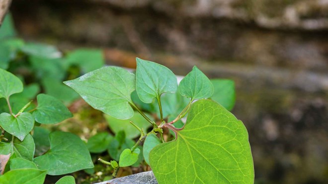 Lời khuyên dành cho những người thường xuyên ăn rau diếp cá