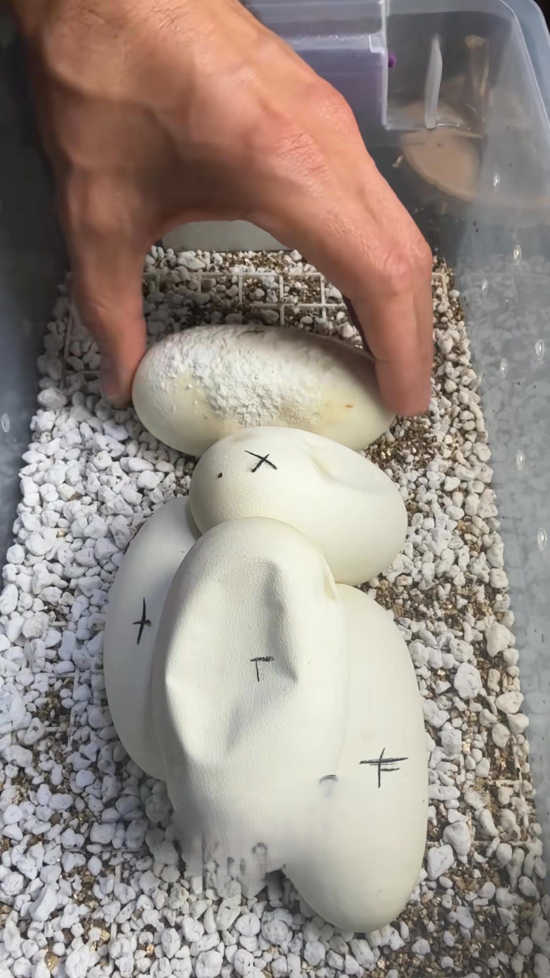 Day 40 of incubation at the Molinaro Snake Lab