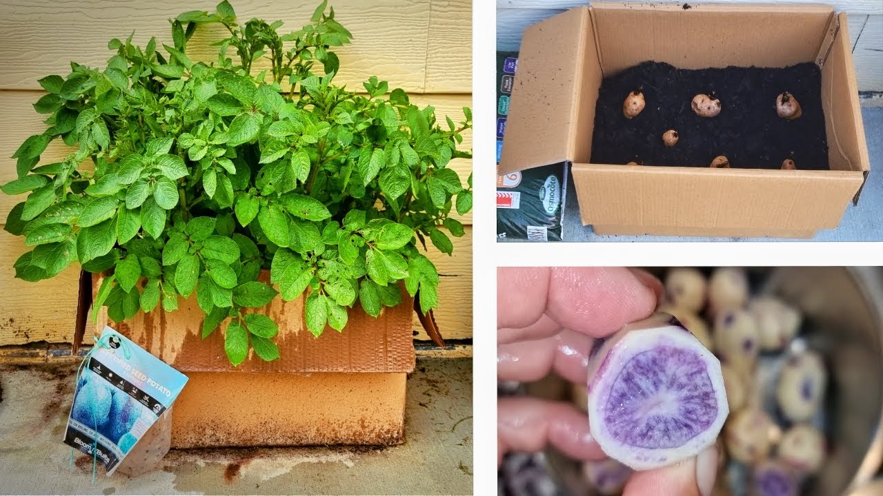 How I grew potatoes in a cardboard box & recycled everything for my garden!