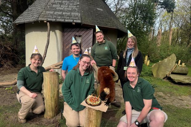 Red ruffed lemur Shelly celebrates rare 30th birthday at Blackpool Zoo