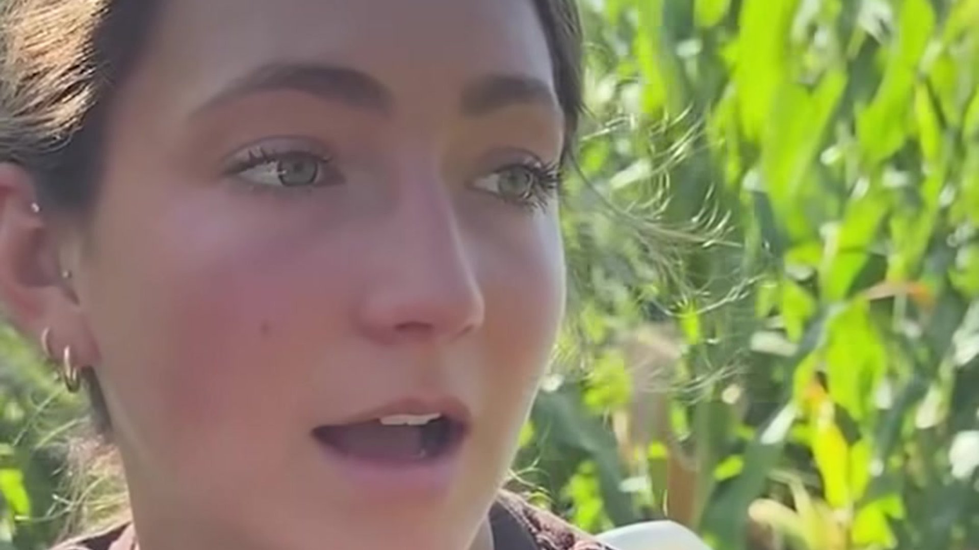 A day in the corn field