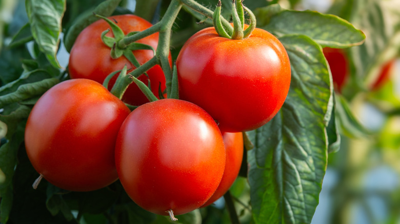 Ditch the traditional tomato cage for a space-saving DIY solution