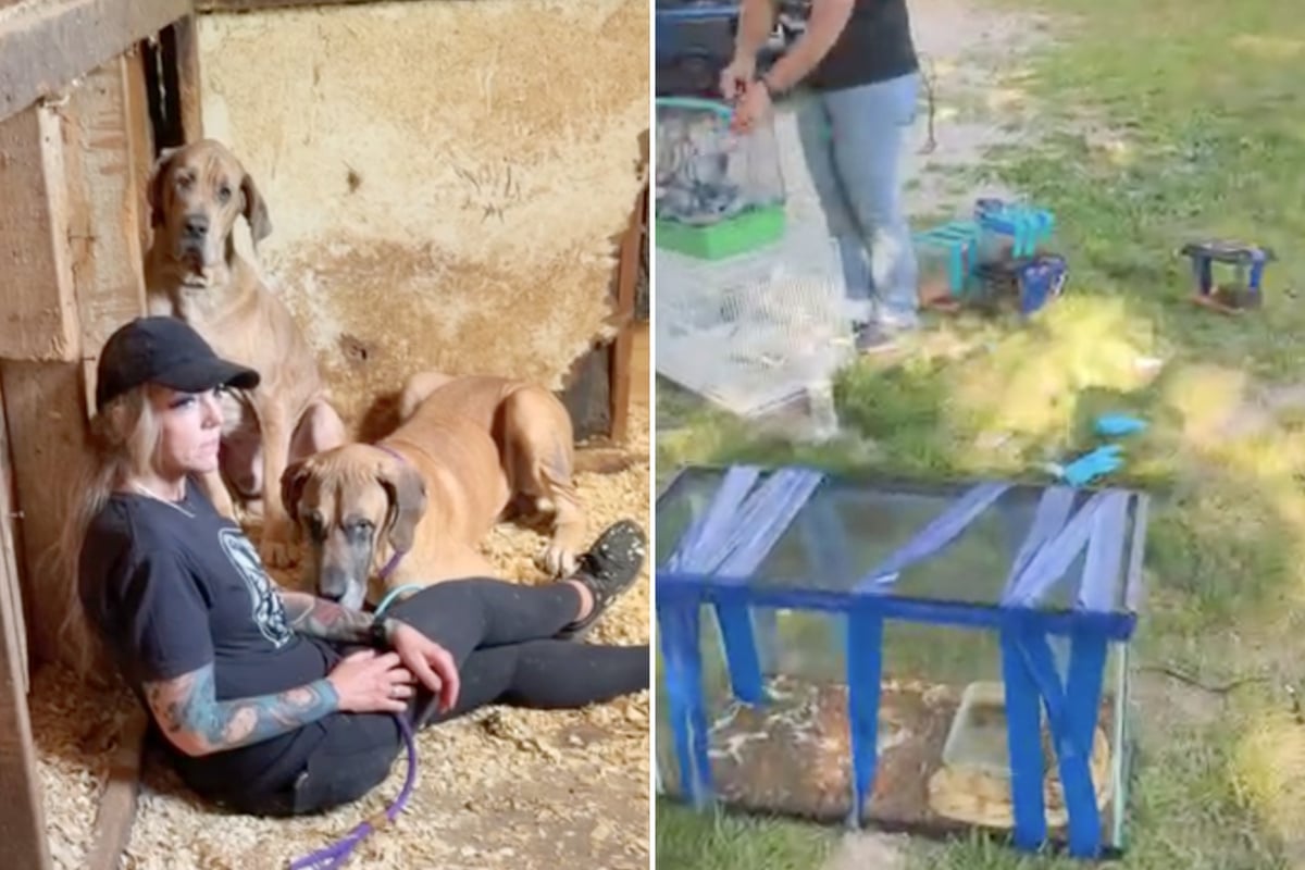 Nearly 100 dogs freed in hours-long rescue from cruel breeding farm