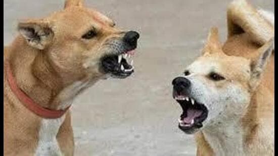 Mohali: With 81 dog bite cases a day, city lives in constant fear