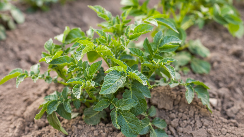 10 nightshade vegetables perfect for your garden