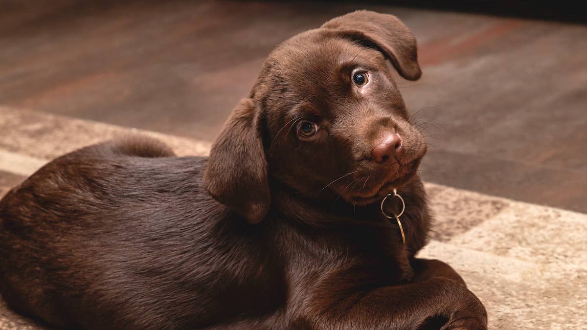 This guilty Labrador thinks nobody can see him if he closes his eyes