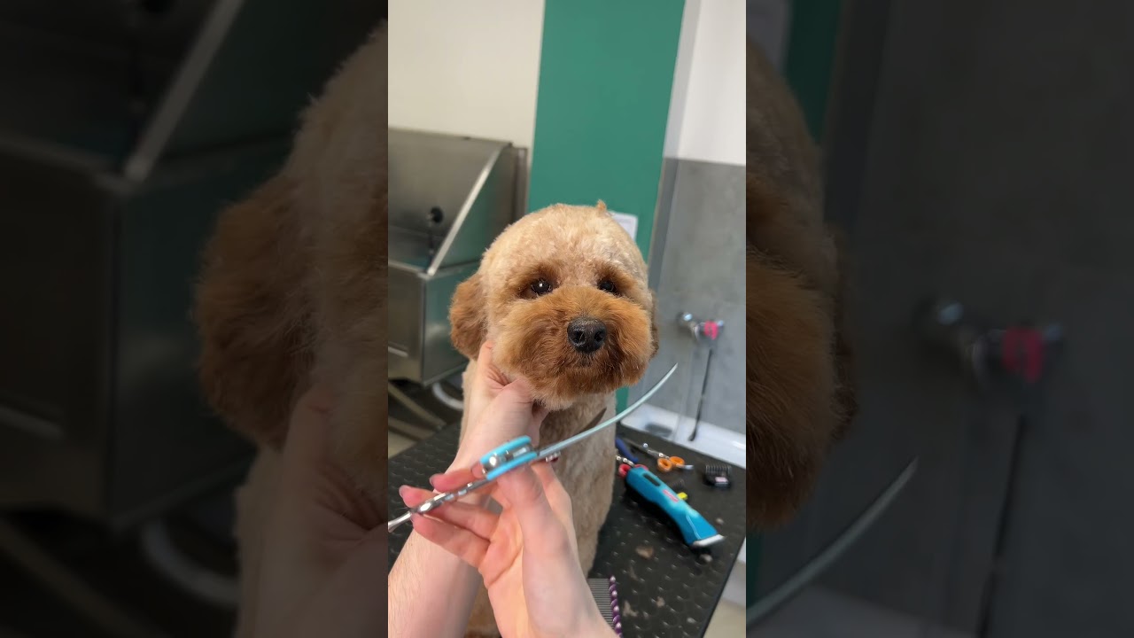 Light brown poodle transformation: Professional grooming step-by-step