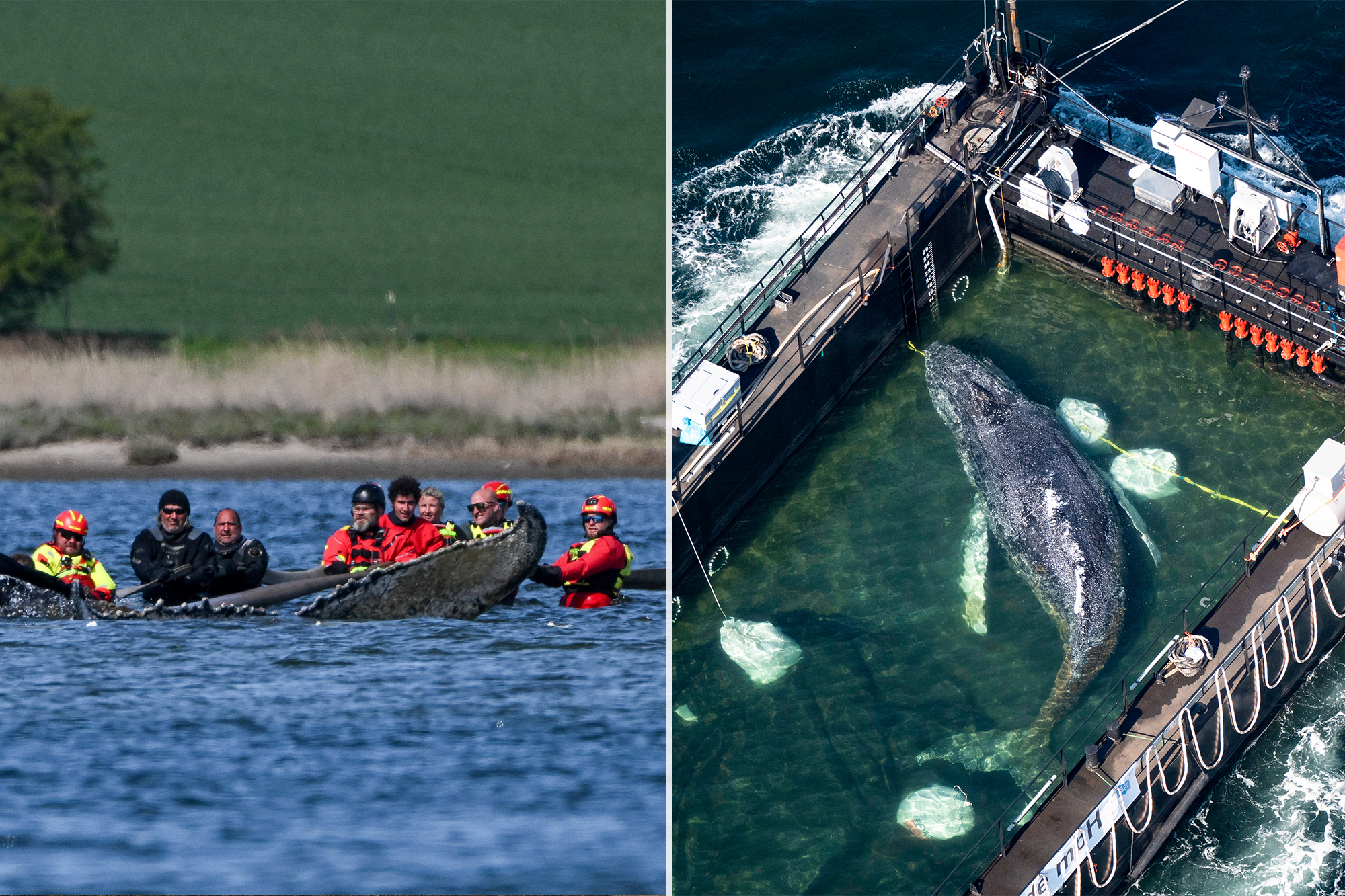 'Timmy' the humpback whale, subject of heroic rescue effort, found dead ...