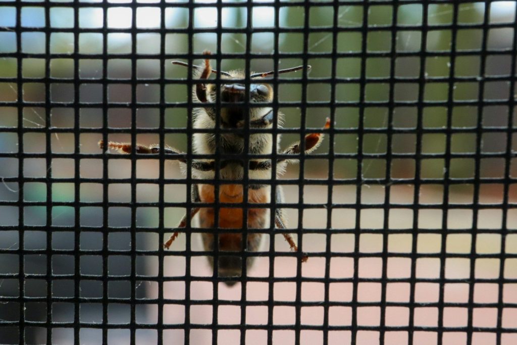 The danger of stealing honey from wild swarms