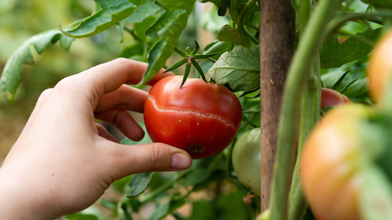 Prevent tomatoes from cracking and splitting with one simple gardening tip